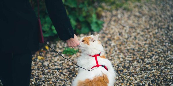 How to Harness Train a Cat in 7 Easy Steps - Tractive