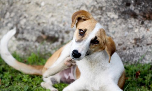 La gale du chien : comment la traiter et la prévenir - Tractive
