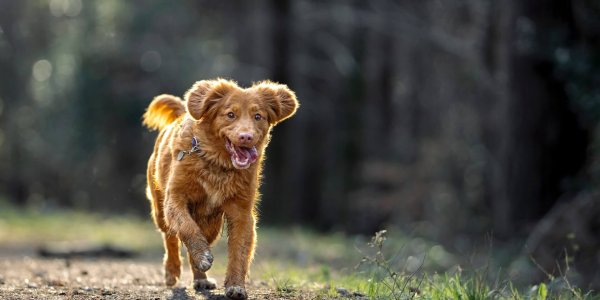 Off Leash Dog Training: What You Need To Know - Tractive