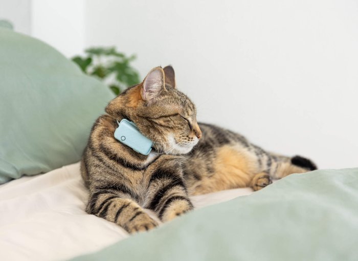 Positions de sommeil du chat et leur signification - Tractive