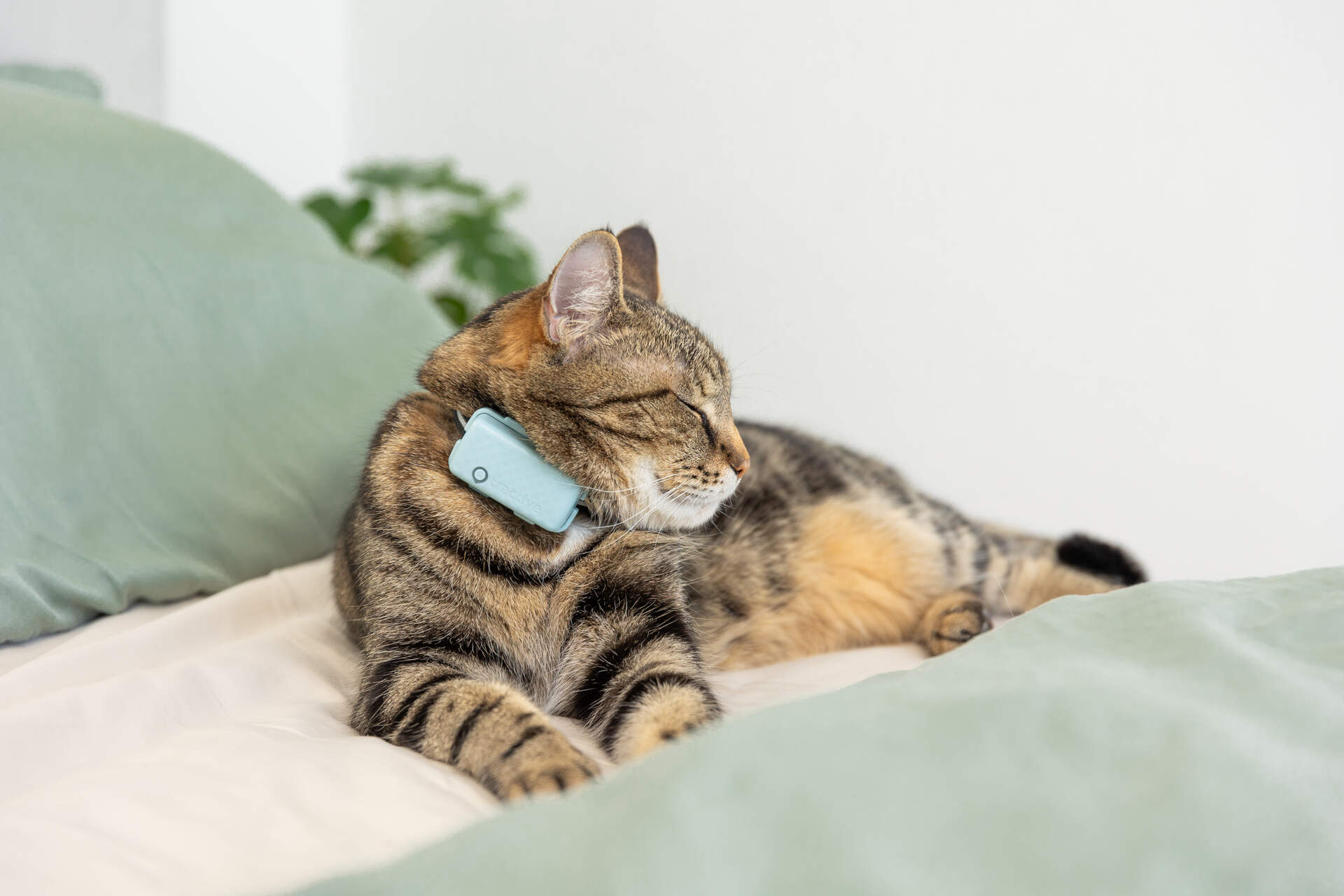 Positions de sommeil du chat et leur signification - Tractive