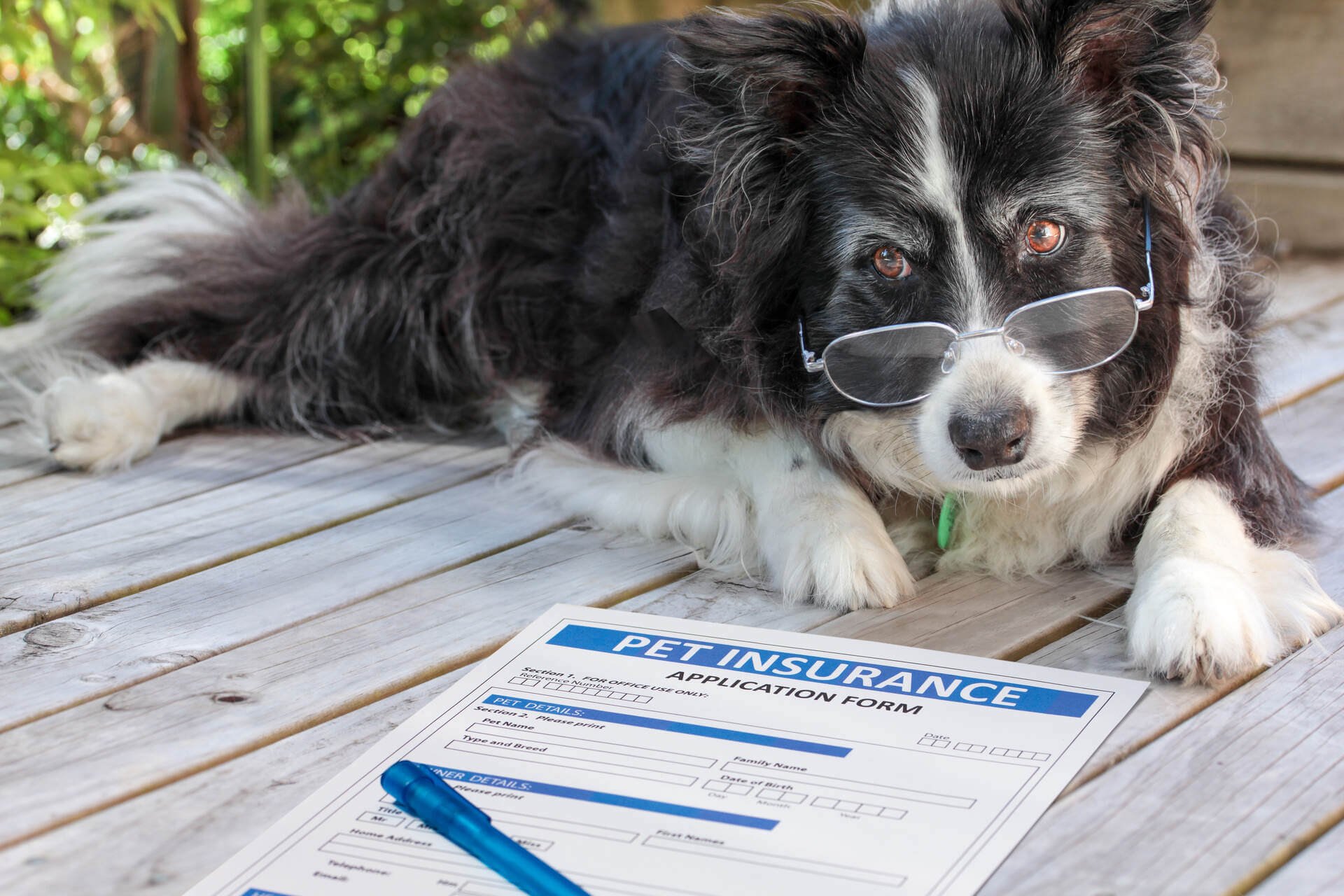 The Main Types Of Pet Insurance: Which Works Best For You?