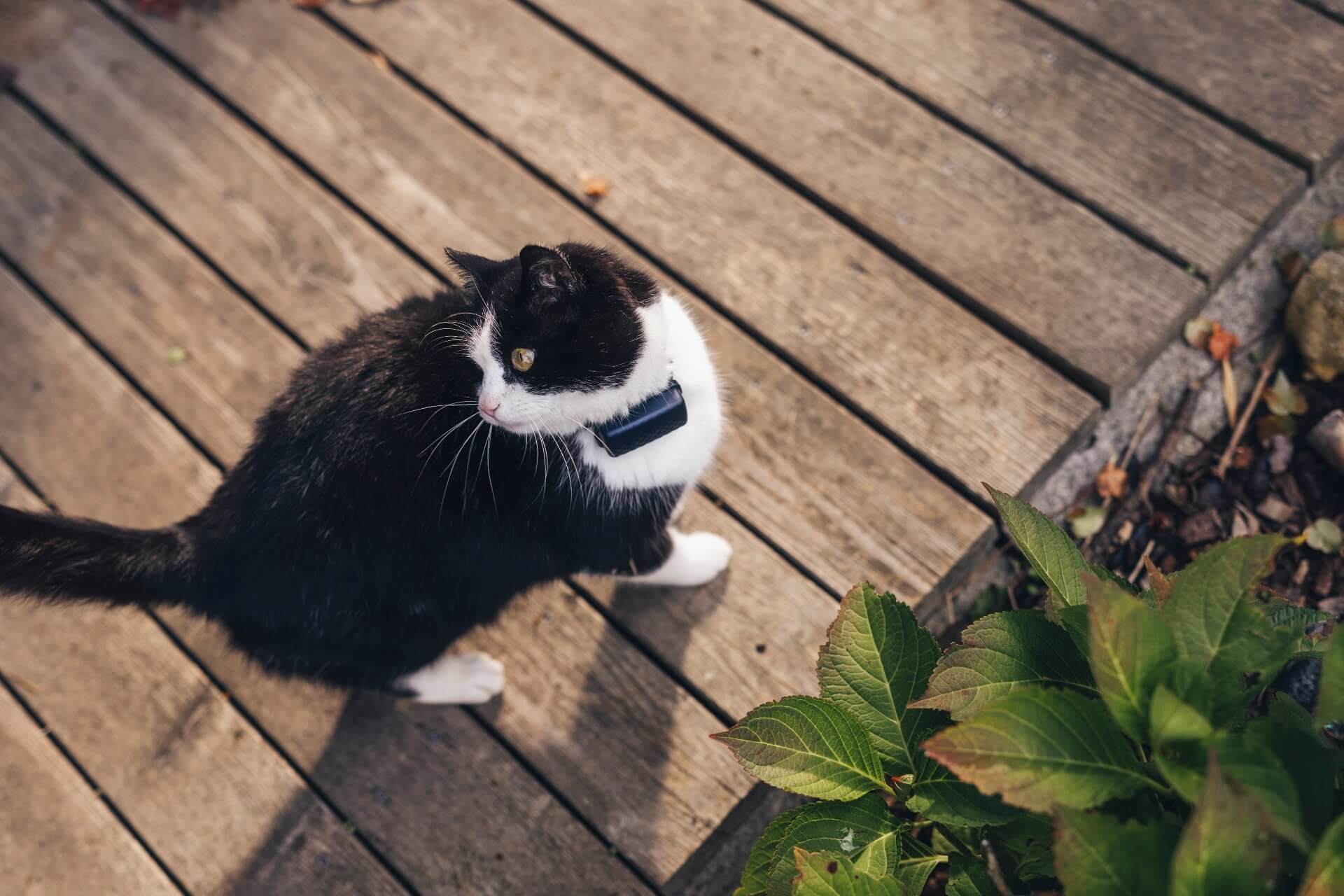 Binnenkat vs. buitenkat: wat is beter? - Tractive