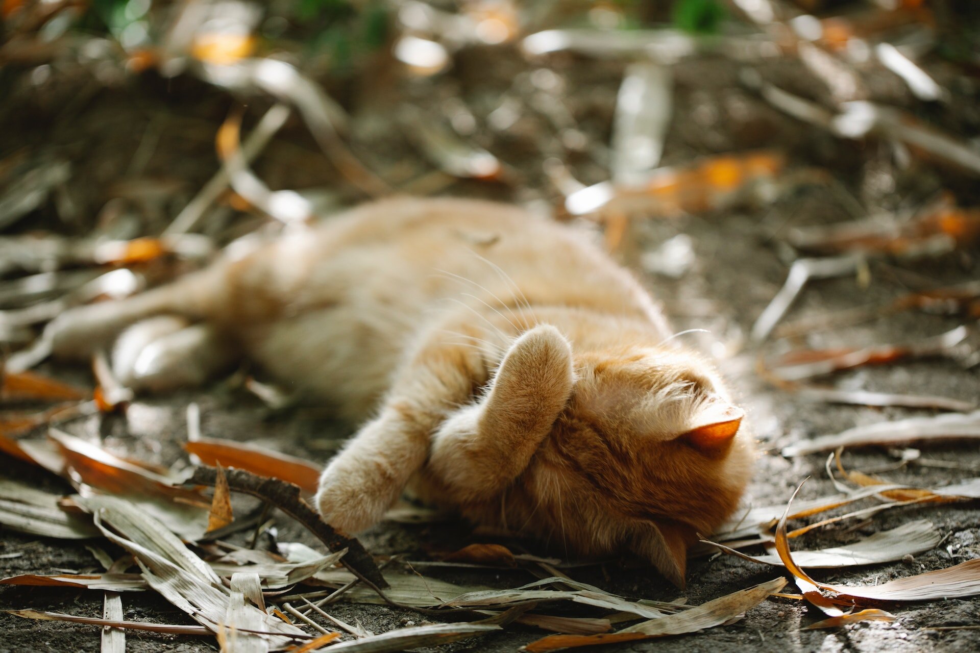 Why Is My Cat Crying? Feline Tears, Explained - Tractive