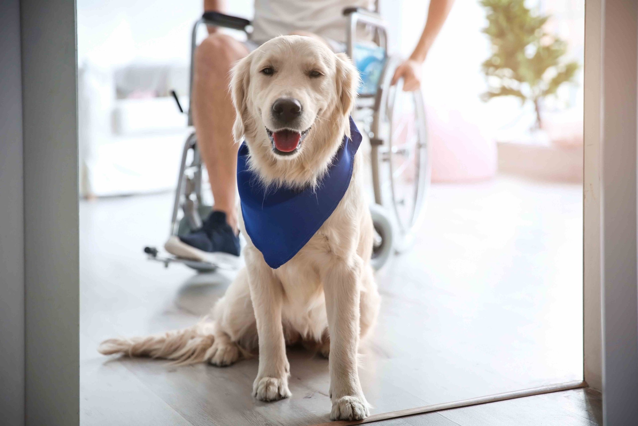 The Difference Between Service Dogs & Emotional Support Dogs - Tractive