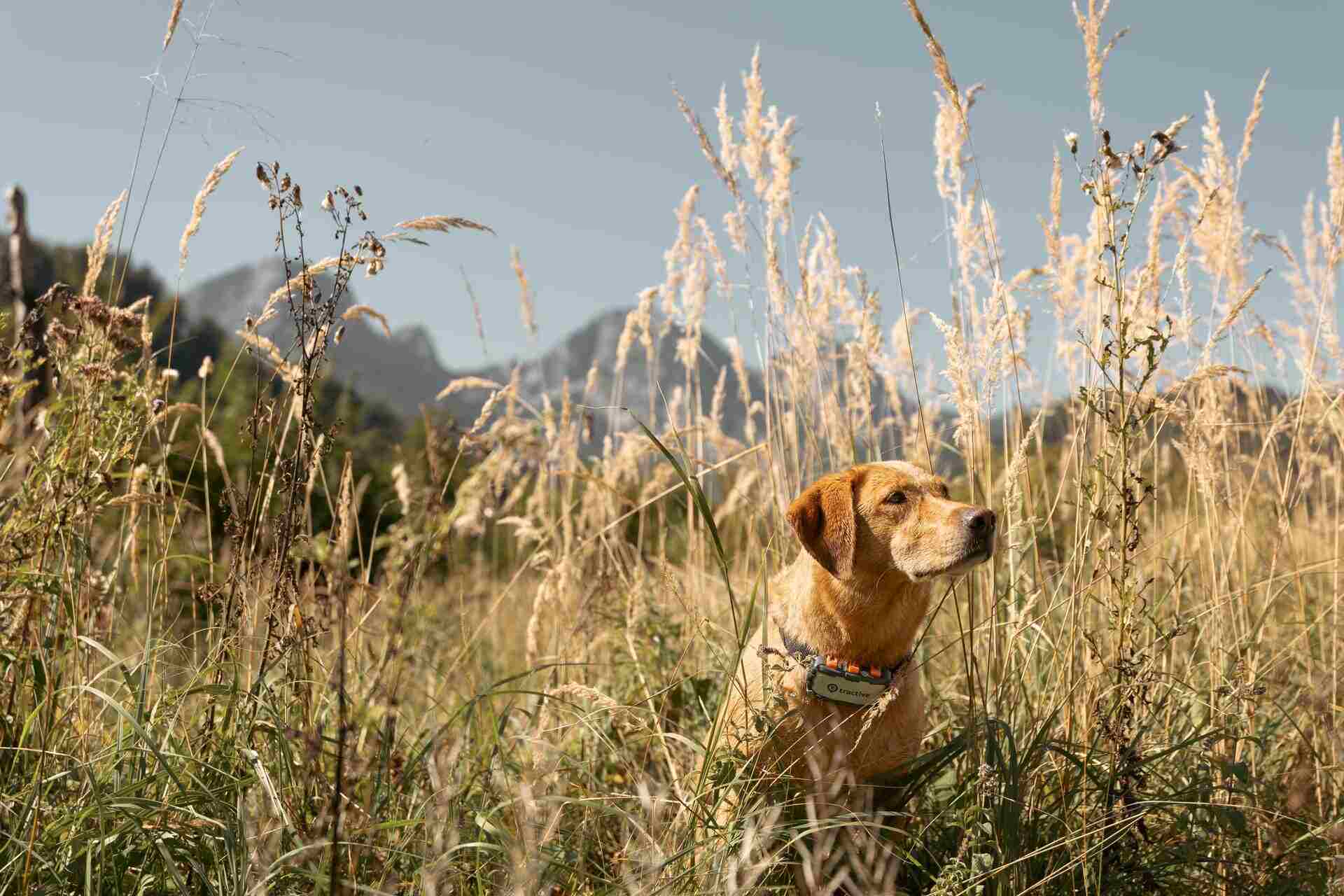 Alles wat je moet weten over schurft bij honden - Tractive
