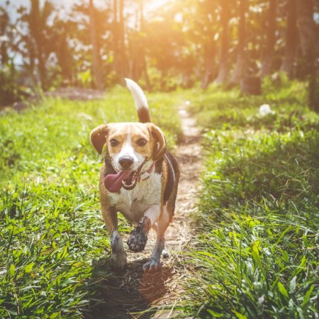 15 Best Outdoor Dog Breeds That Can Live Outside - Tractive