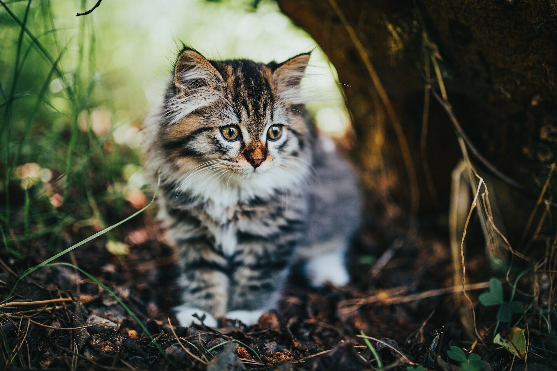 UTI in Cats: Signs, Symptoms & Steps You Can Take - Tractive
