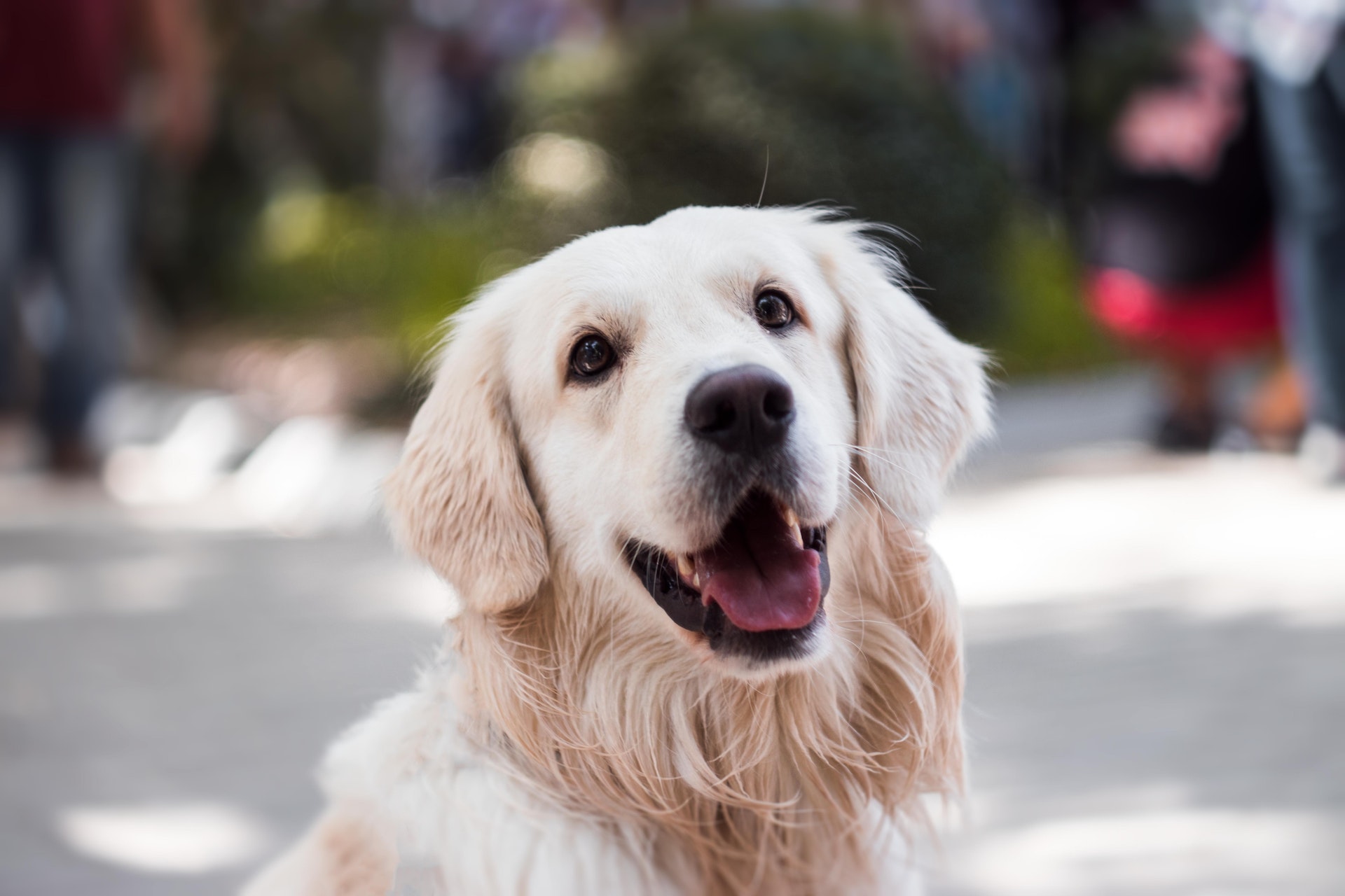 Therapy Dogs: Who They Are & What Do They Do - Tractive