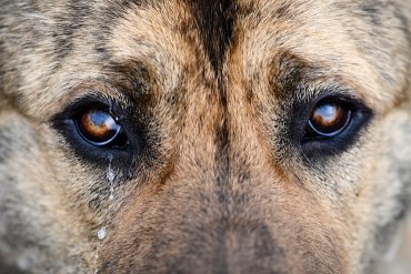6 Causes Of Dog Eye Discharge & How To Handle Them