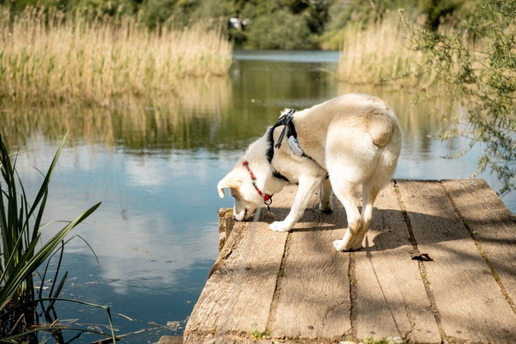 How Far Can Dogs Smell? Dog Sniffing Senses Explained - Tractive
