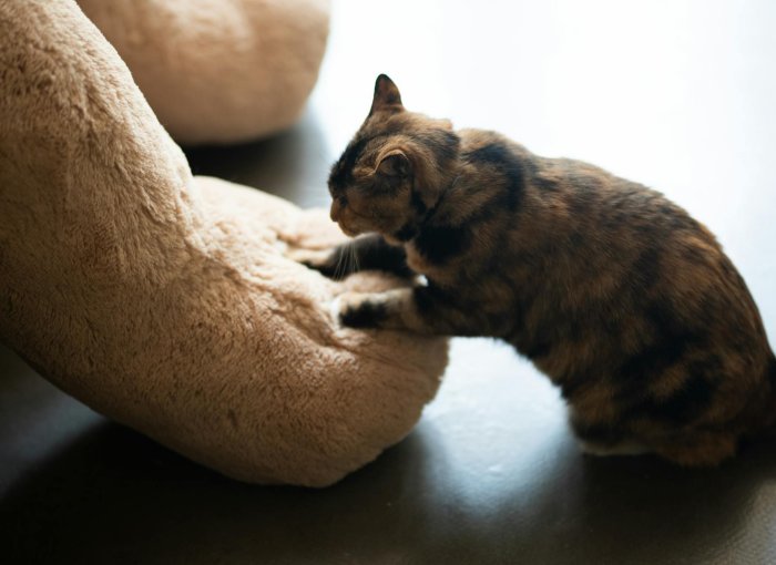 Why Do Cats Make Biscuits? (Aka, The Feline Need To Knead)