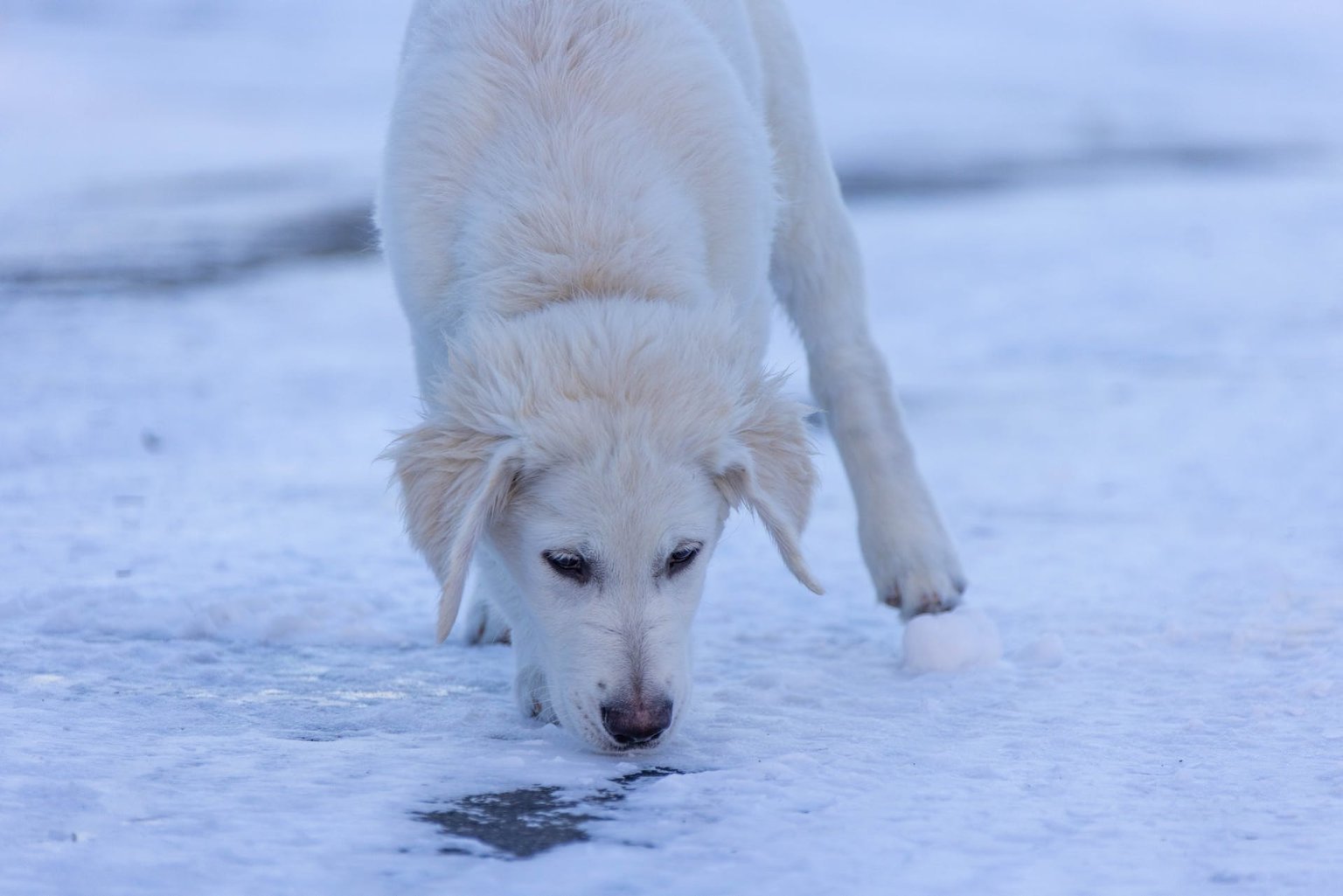 How Far Can Dogs Smell? Dog Sniffing Senses Explained - Tractive