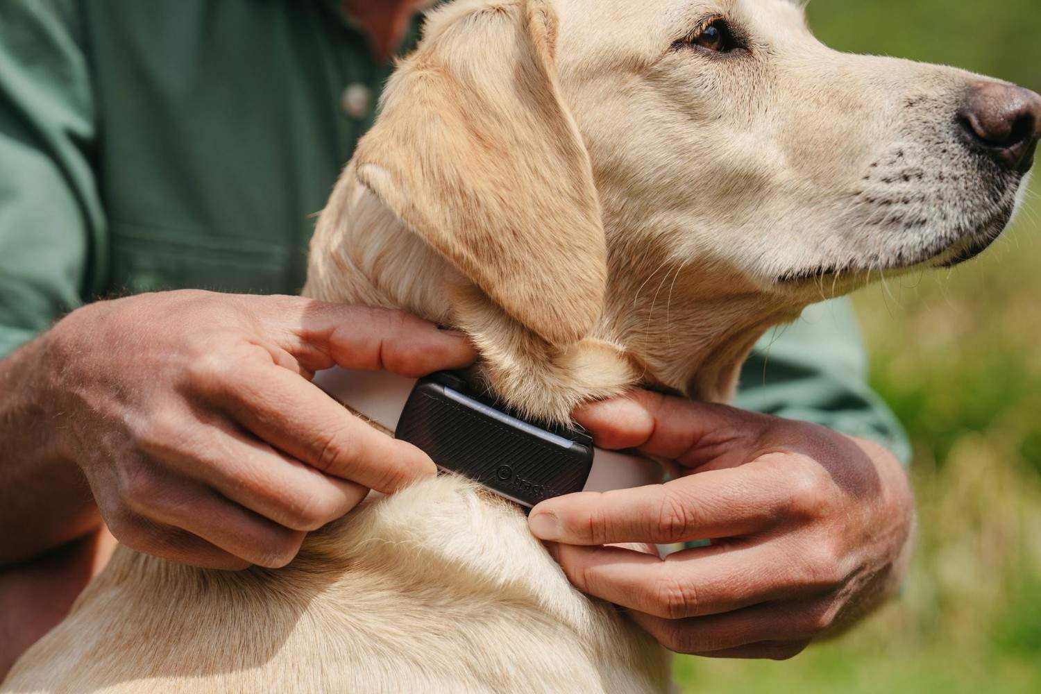 Our Top 10 Dog Safety Tips To Keep Your Buddy Safe - Tractive