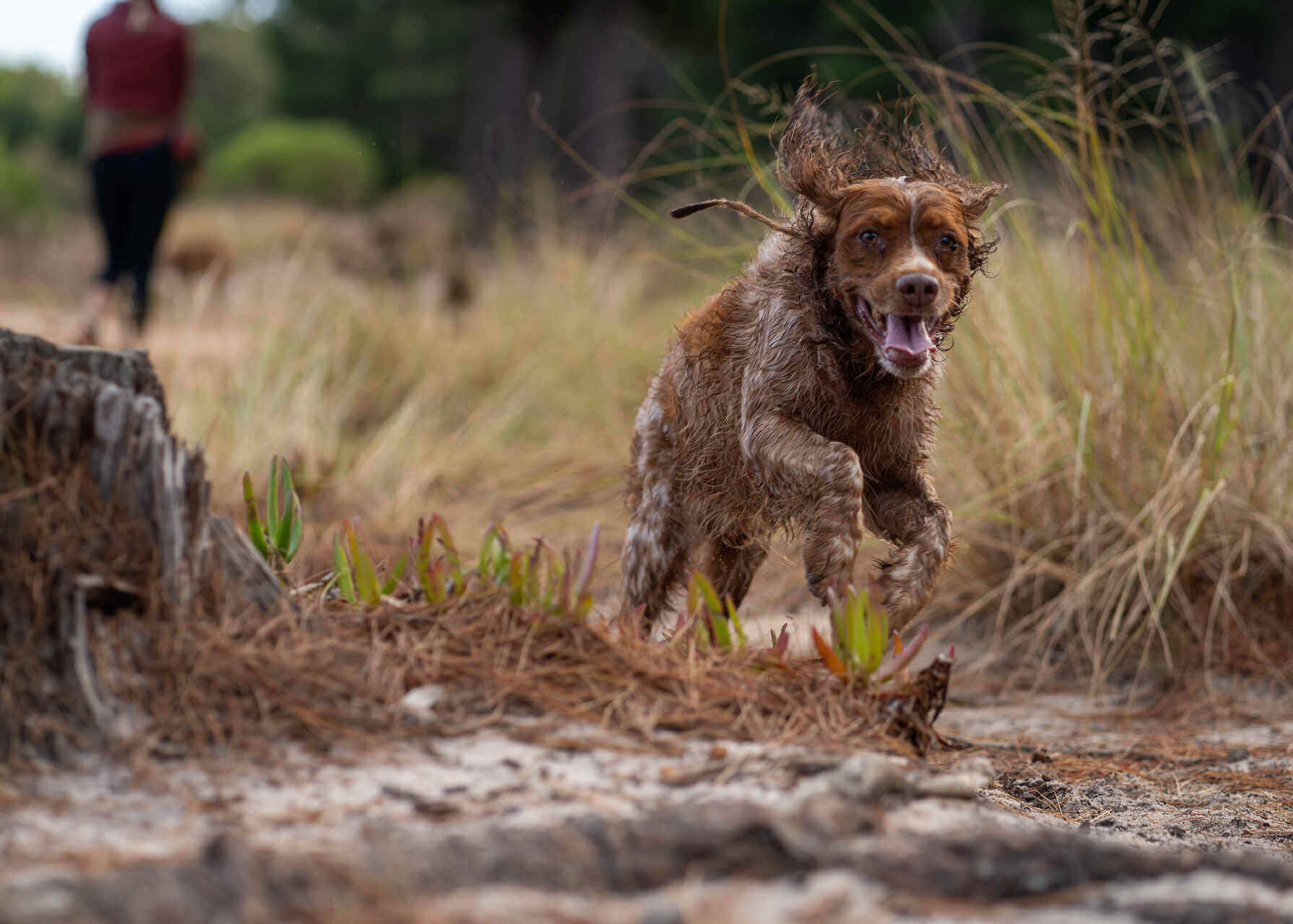 Why Do Dogs Run Away? 6 Reasons & How To Keep Them Safe