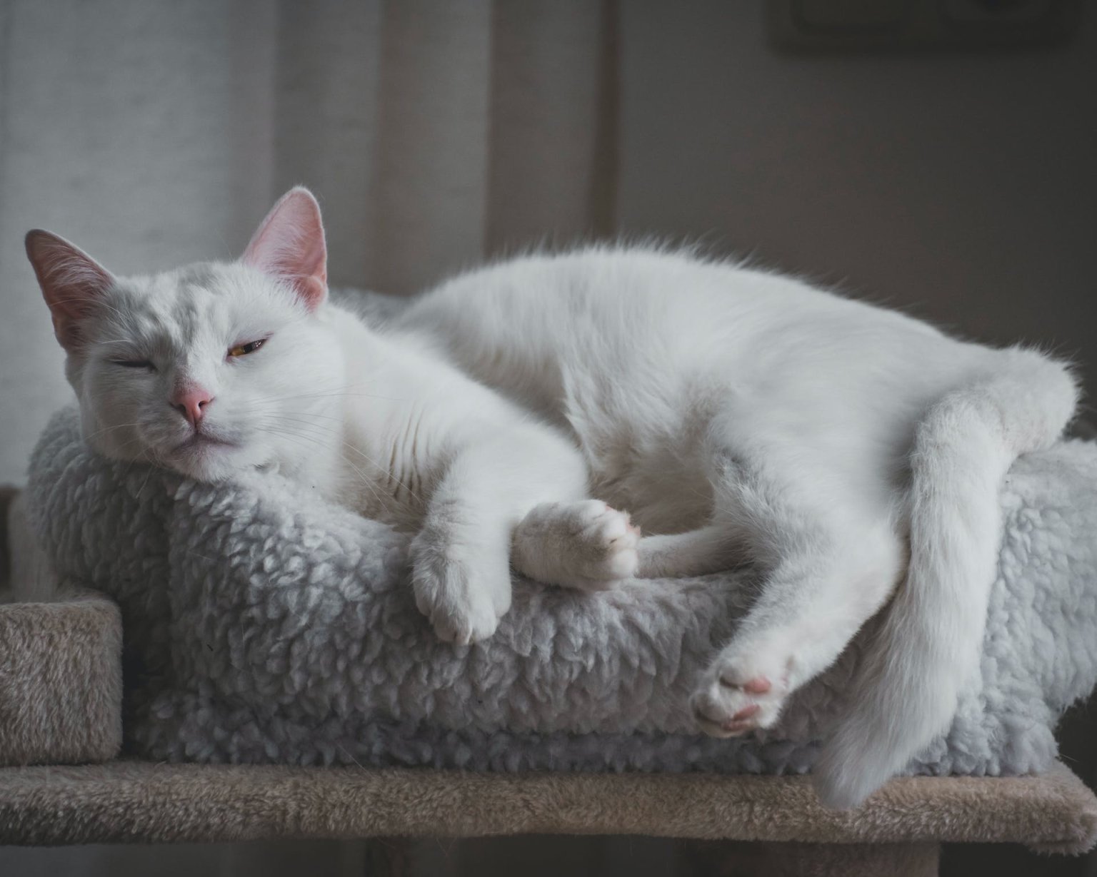 9 Cat Sleeping Positions & Their Meaning Revealed - Tractive