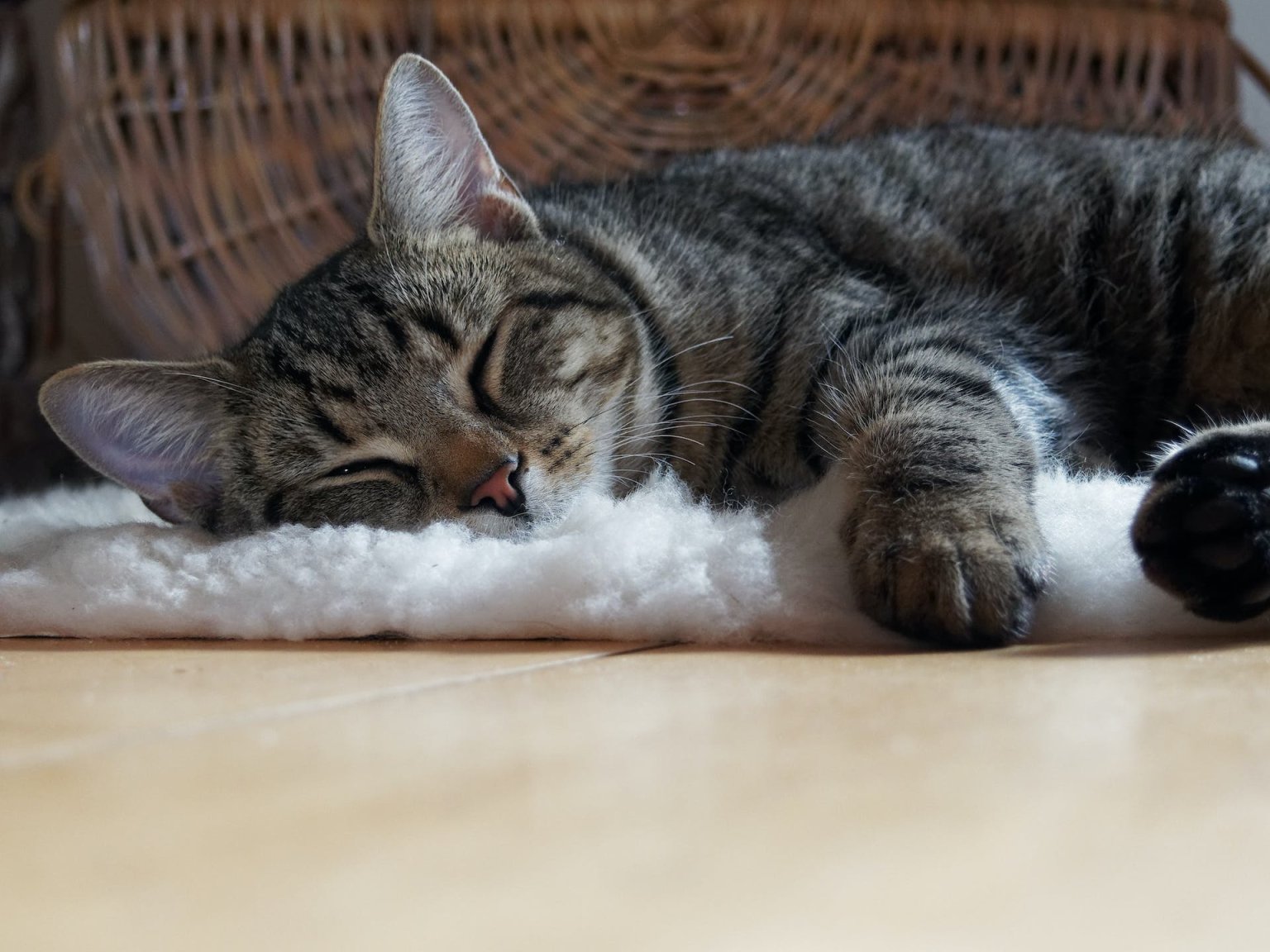 9 Cat Sleeping Positions & Their Meaning Revealed - Tractive