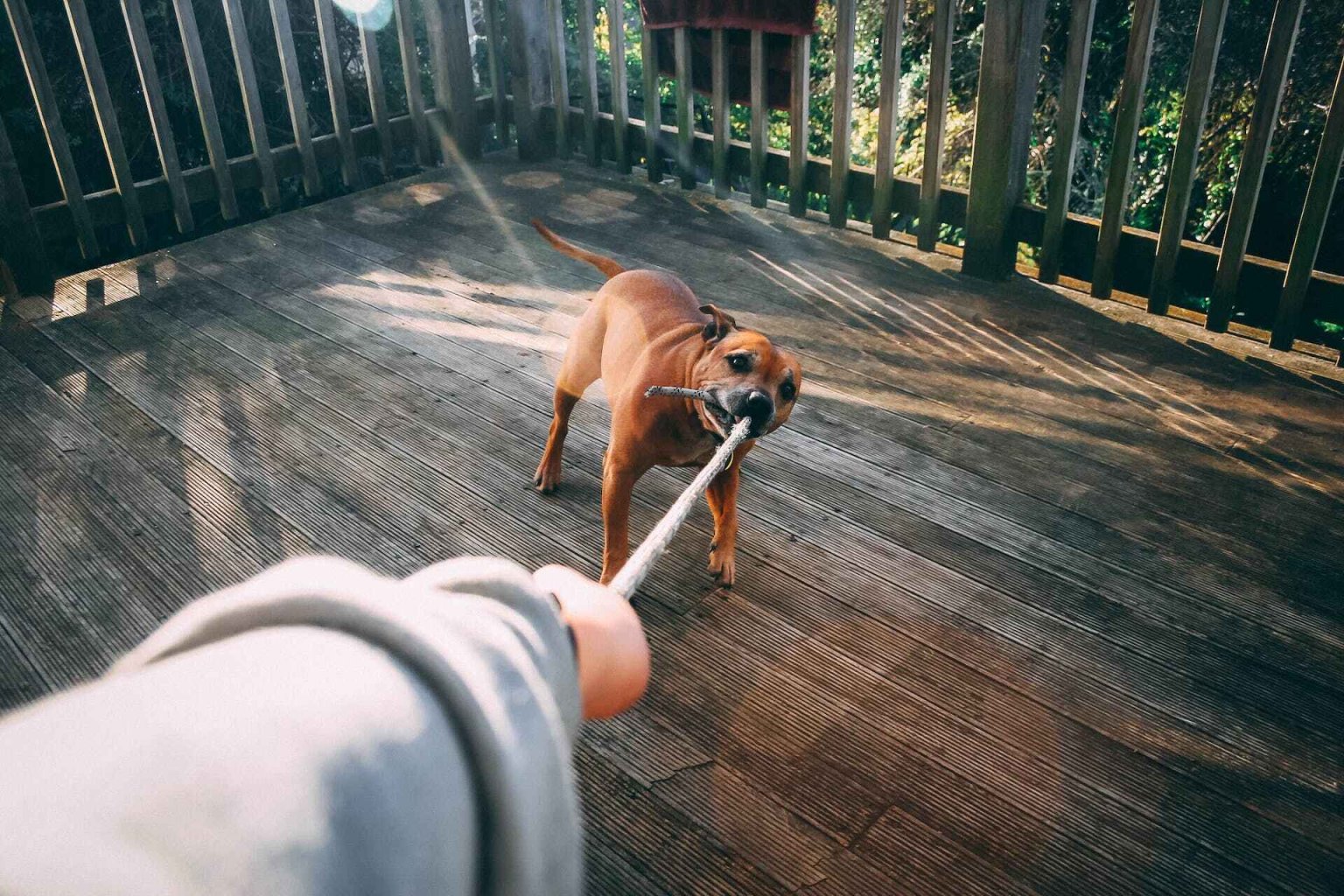 Our Top 10 Dog Safety Tips To Keep Your Buddy Safe - Tractive