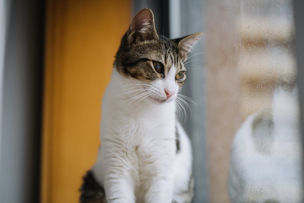 Cat Hunting Behavior - Guide To Your Cat's Prey Drive - Tractive
