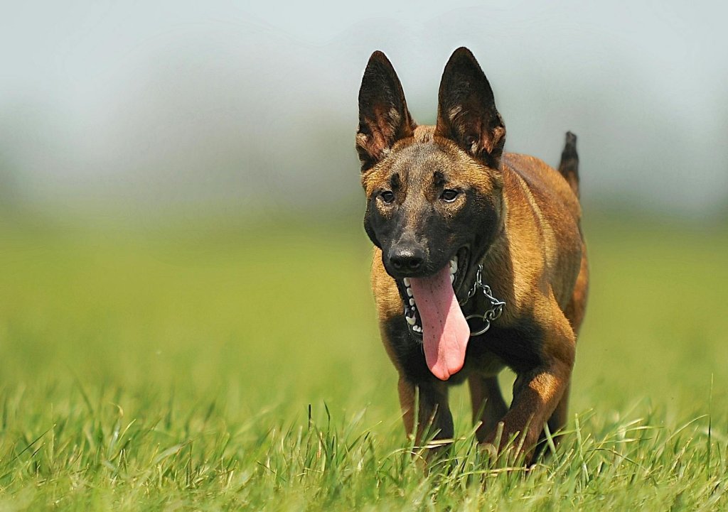 Top 10 Dog Breeds That Run Away - Tractive