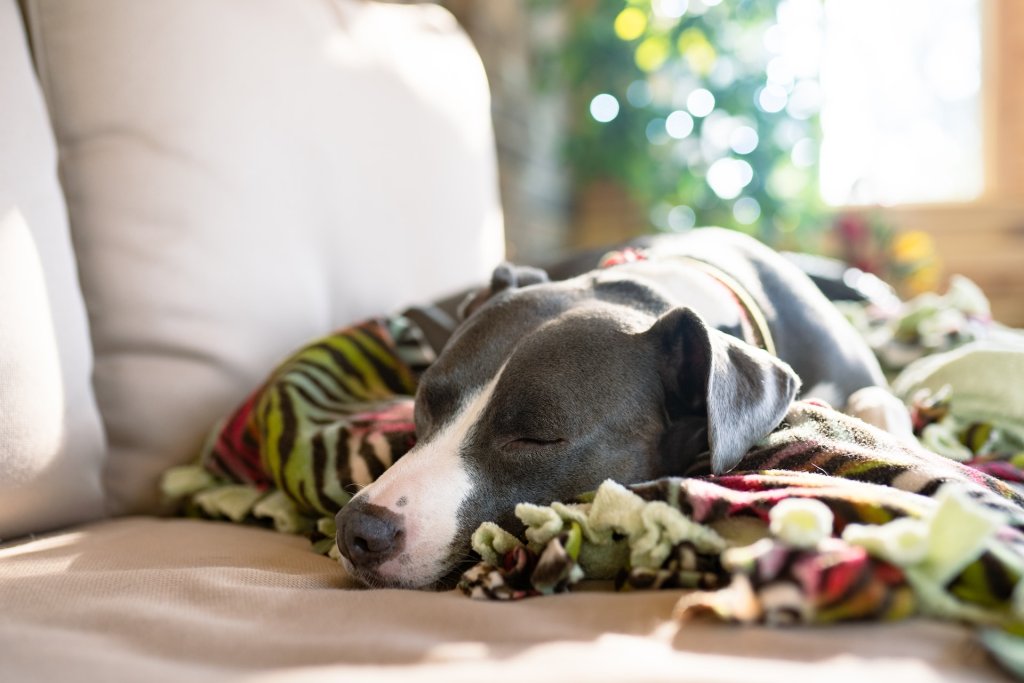 Why You've Got A Dog Coughing & Gagging Its Head Off - Tractive