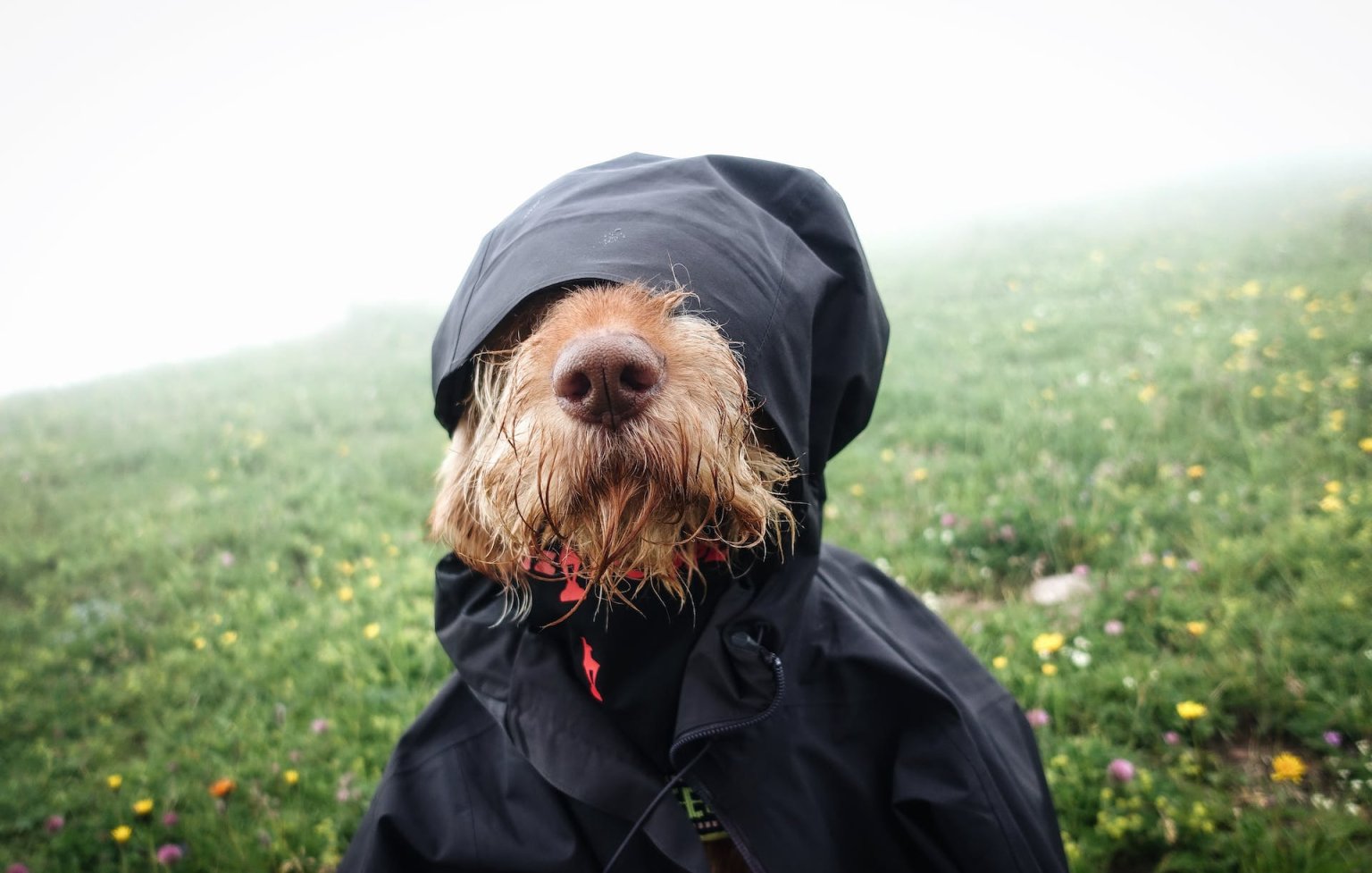 Why You've Got A Dog Coughing & Gagging Its Head Off - Tractive
