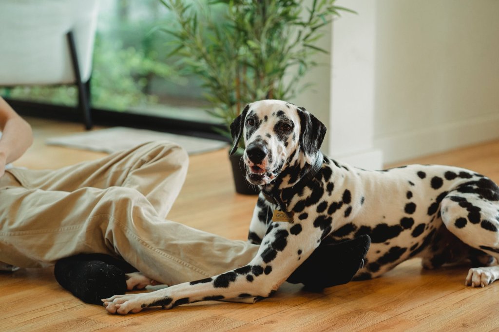 Low Maintenance Dogs: 10 Chill Dog Breeds For Busy Folks - Tractive