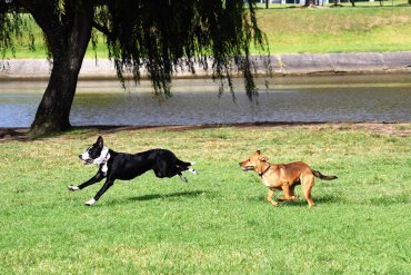 If Your Dog Keeps Running Away, Try These Tips - Tractive
