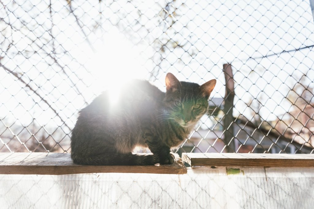 The 100% Stress-Free Guide To Moving Cats To A New Home