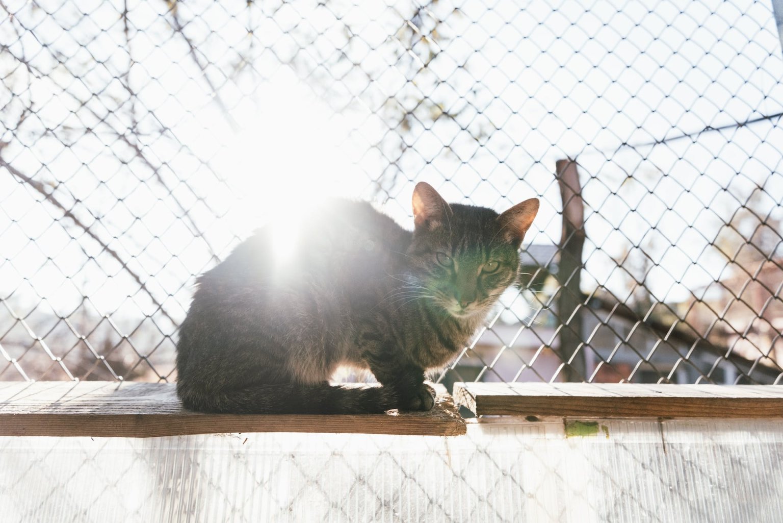 The 100% Stress-Free Guide To Moving Cats To A New Home