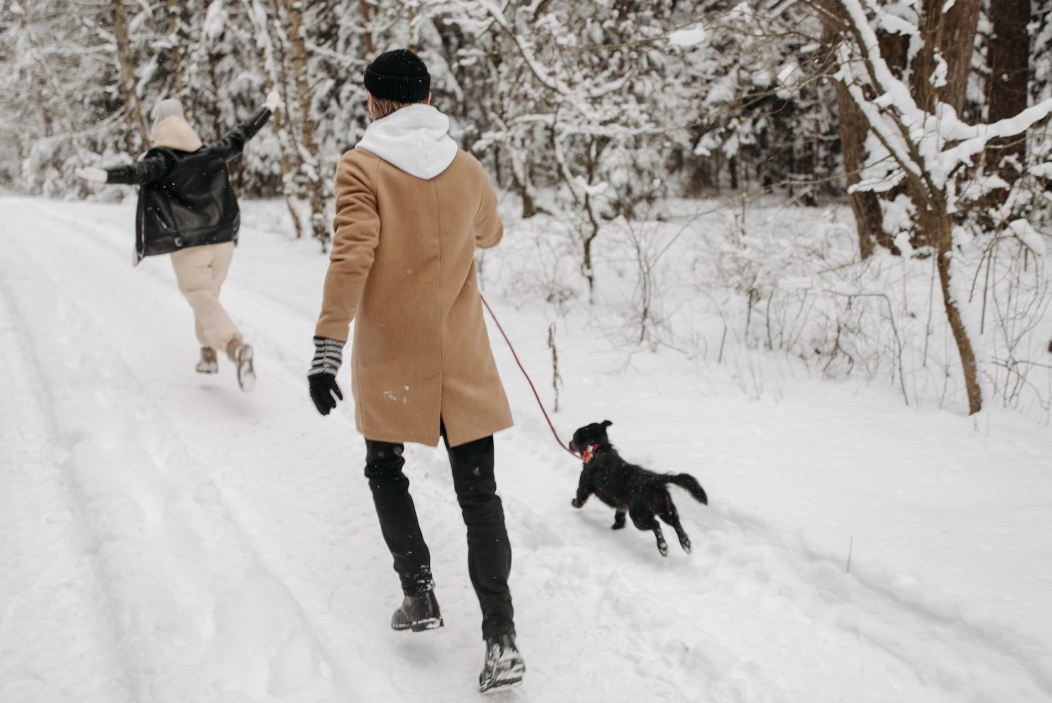 10 Most Important Tips for Running with Dogs - Tractive