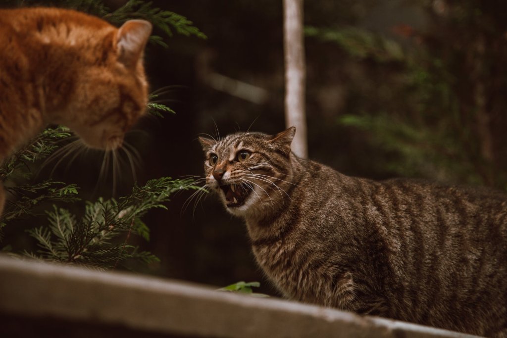 Why Do Cats Run Away? 10 Reasons & Tips - Tractive