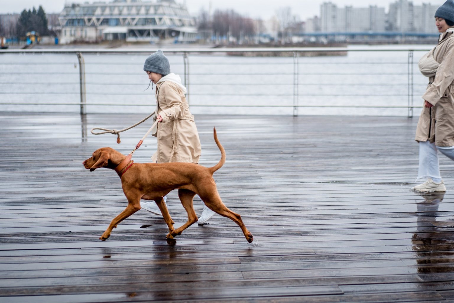 10 Most Important Tips for Running with Dogs - Tractive