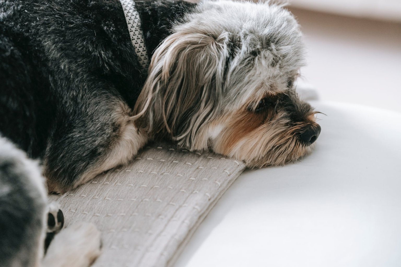 Why You've Got A Dog Coughing & Gagging Its Head Off - Tractive
