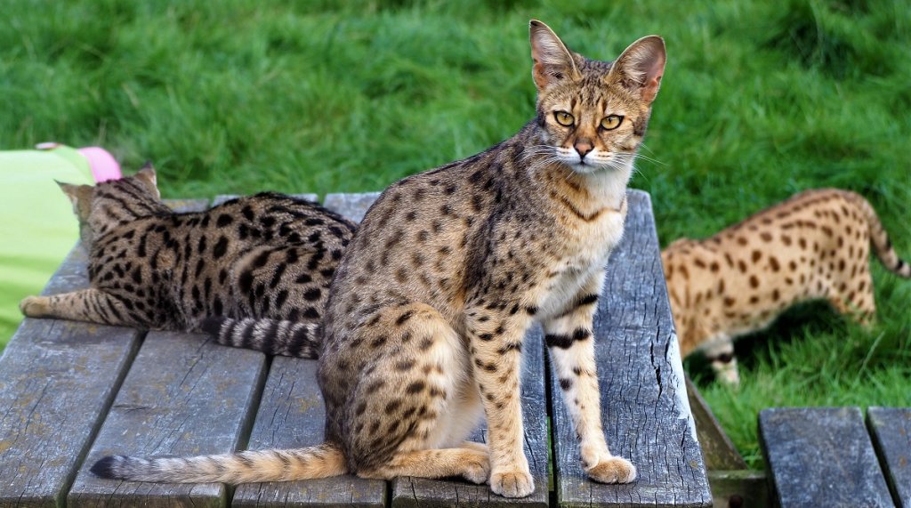 12 Breeds Of Cats That Like Water & How To Care For Them - Tractive