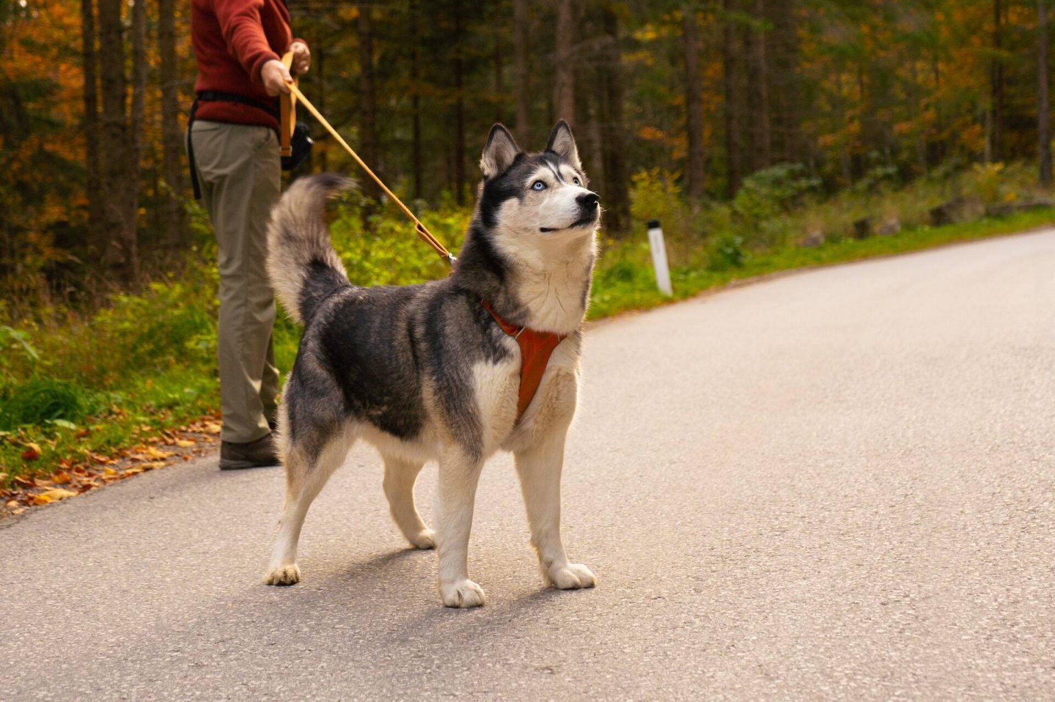 15 Best Outdoor Dog Breeds That Can Live Outside - Tractive