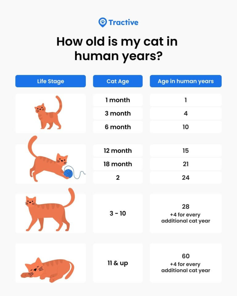 Cat Years to Human Years: How old is your cat really? - Tractive