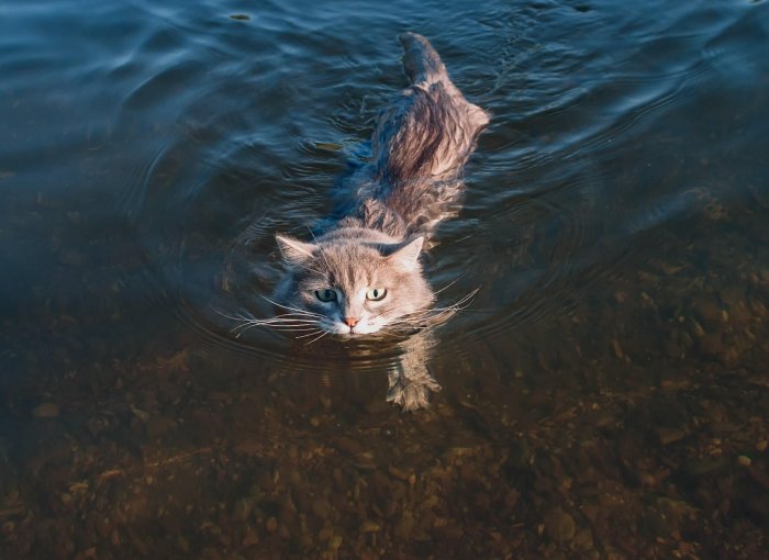 11 Breeds of Cats That Like Water - Tractive