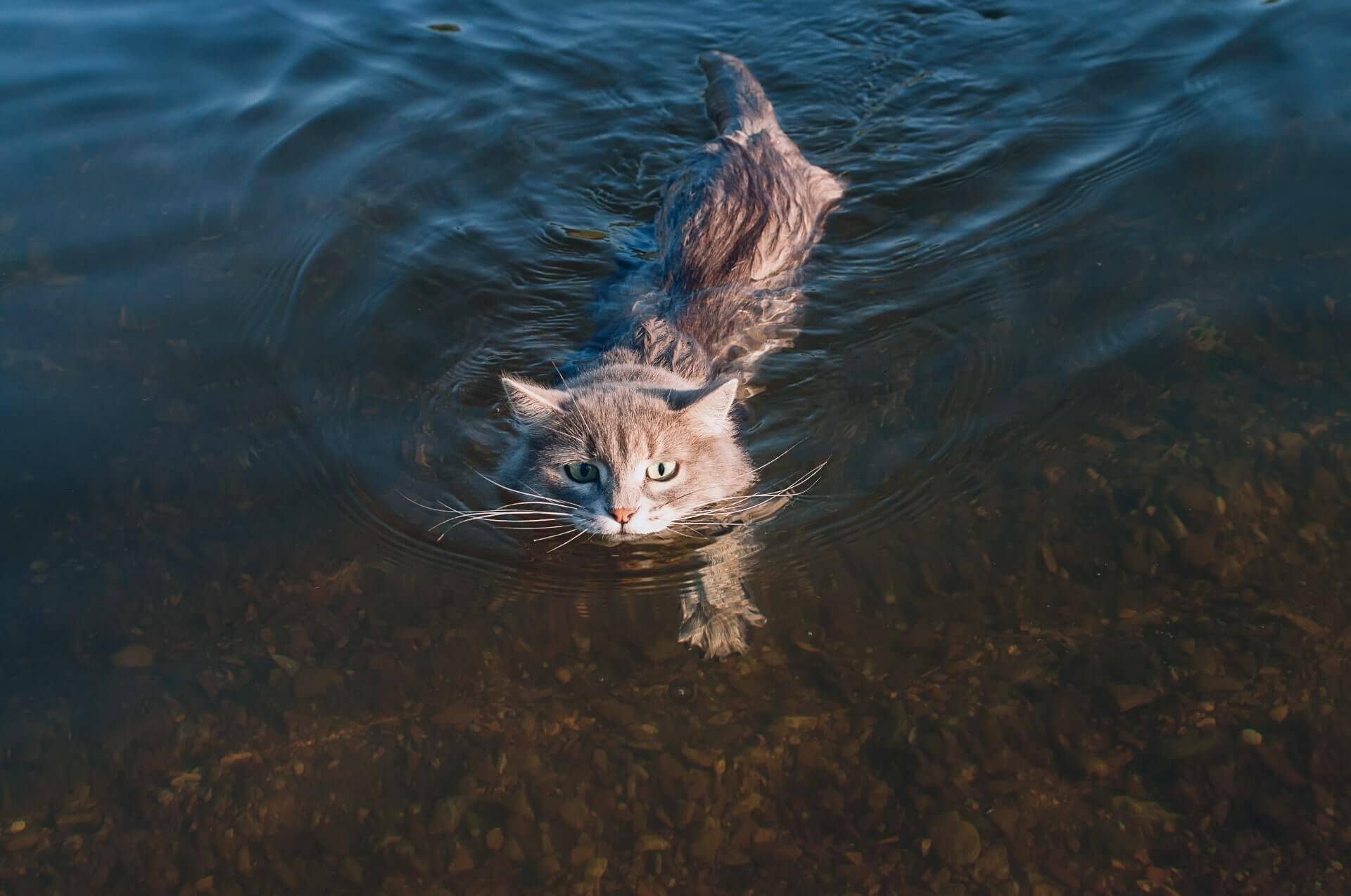 11 Breeds of Cats That Like Water - Tractive