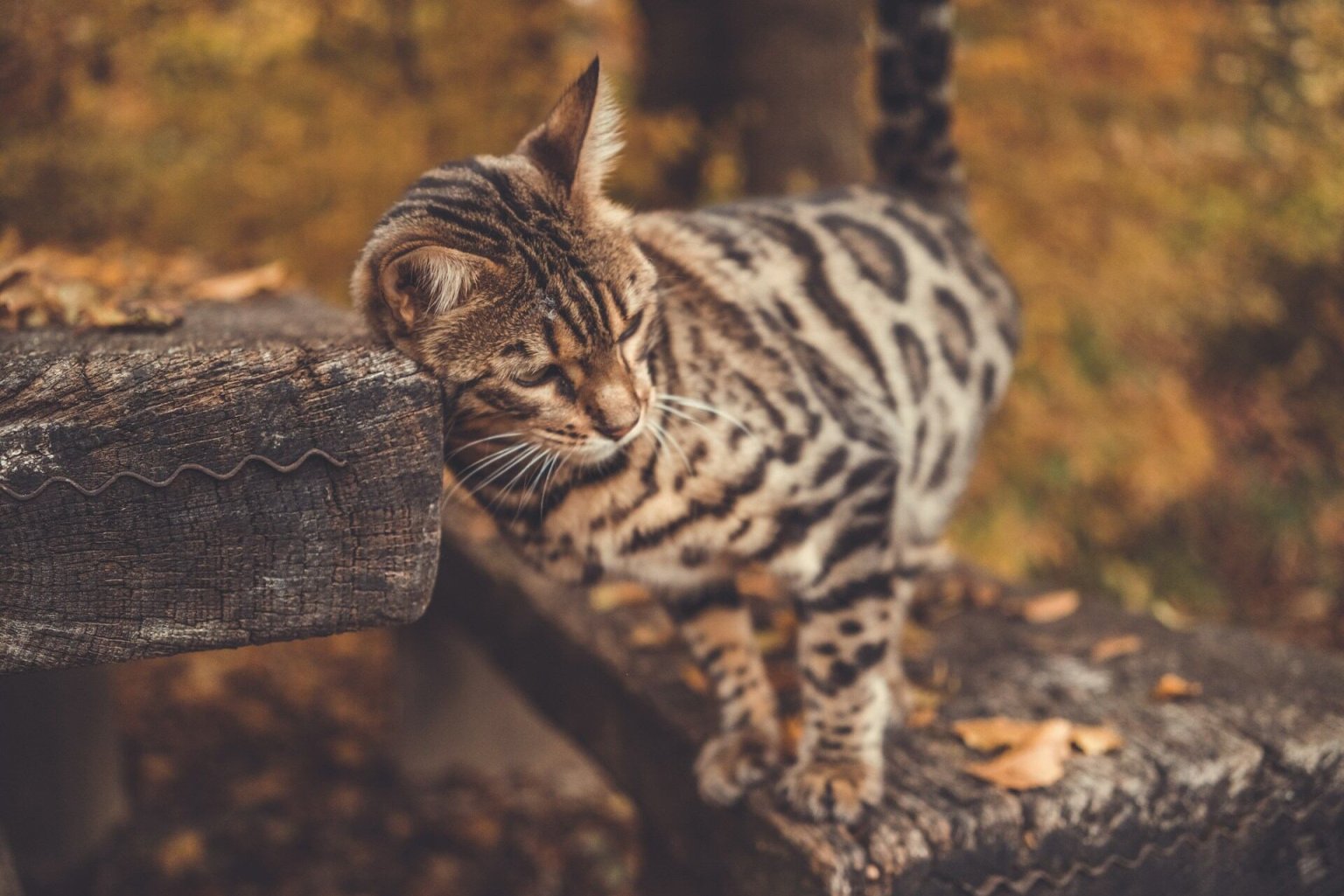 12 Breeds Of Cats That Like Water & How To Care For Them - Tractive