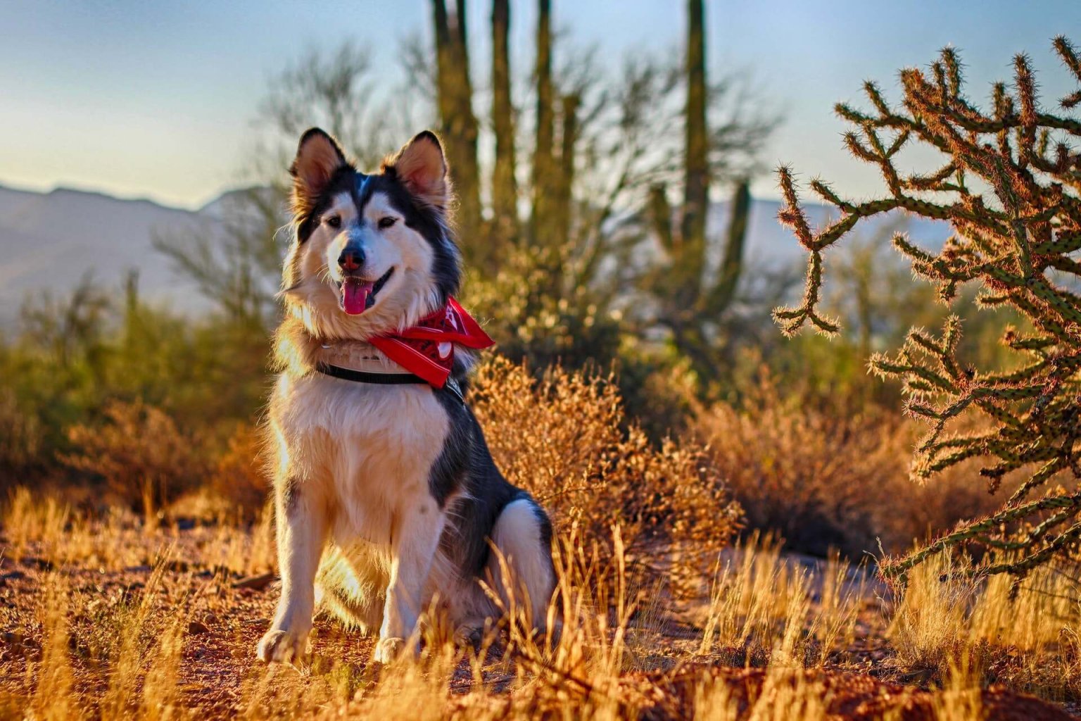15 Best Outdoor Dog Breeds That Can Live Outside - Tractive
