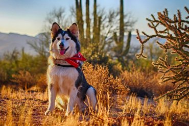 15 Best Outdoor Dog Breeds That Can Live Outside - Tractive