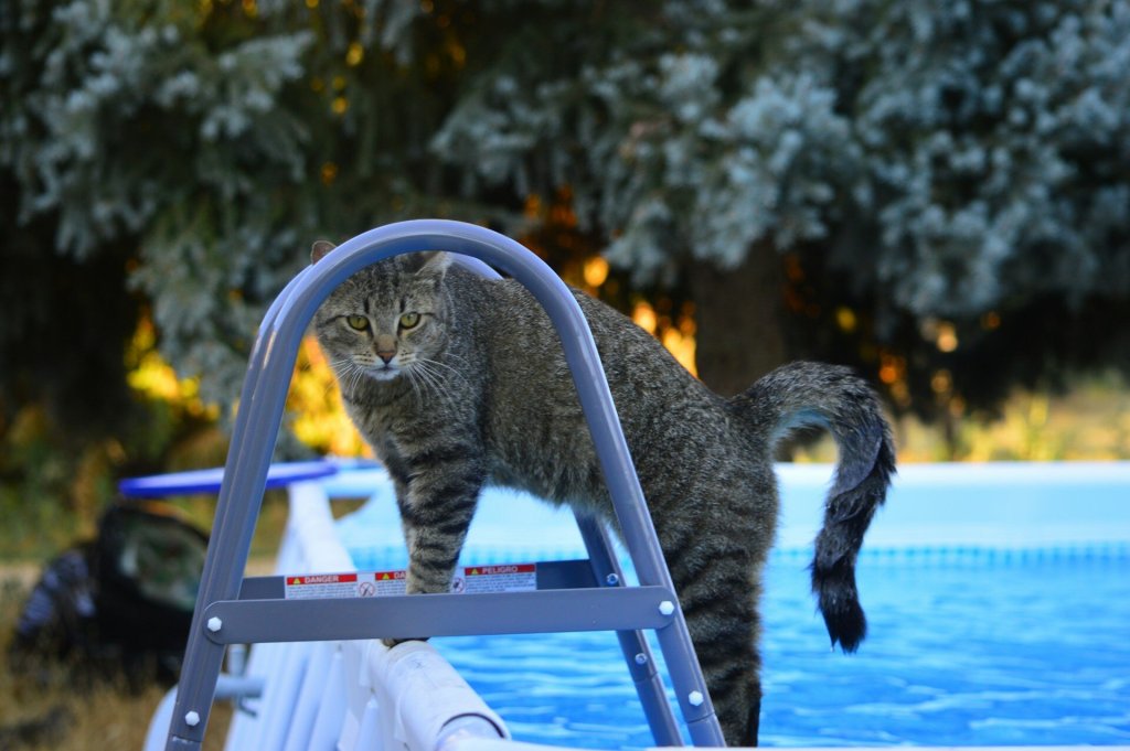 12 Breeds Of Cats That Like Water & How To Care For Them - Tractive