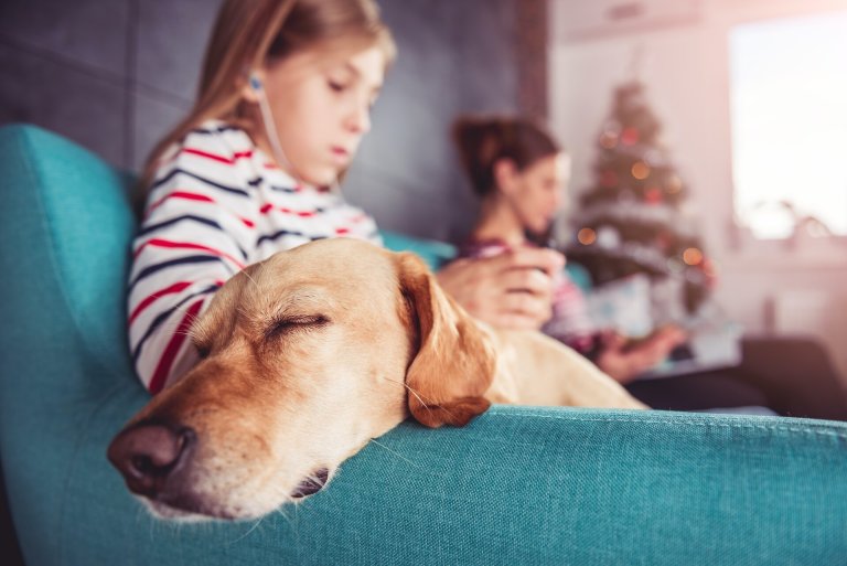 Why Do Dogs Sleep So Much? Dog Sleep, Explained - Tractive