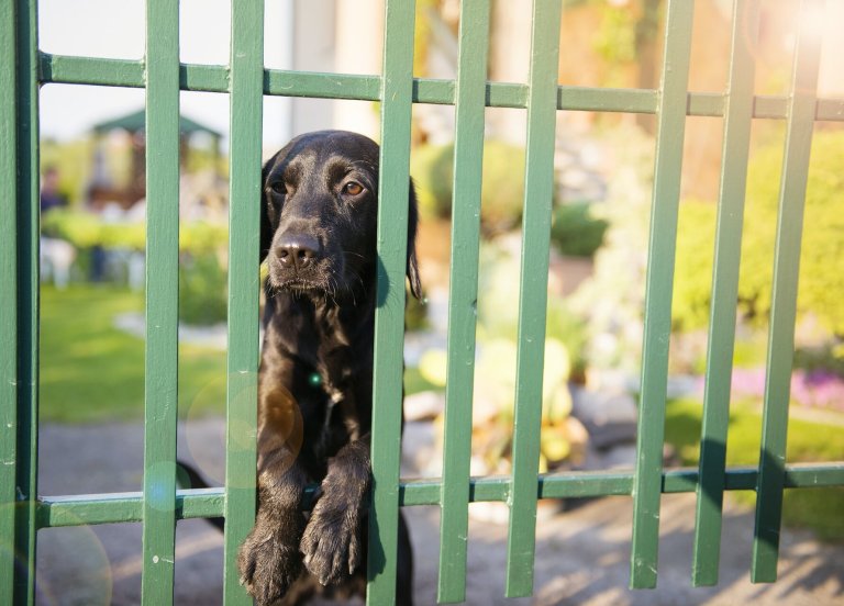 15 Dog Fence Ideas for Your Backyard - Tractive