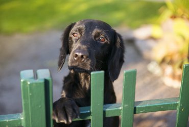 15 Dog Fence Ideas for Your Backyard - Tractive