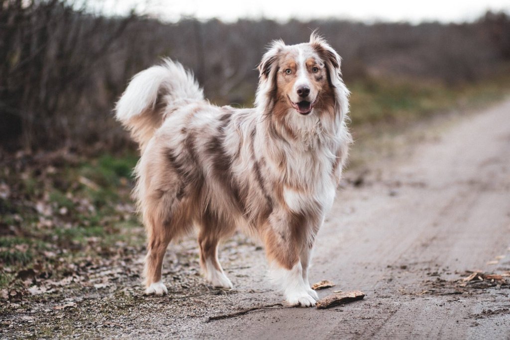 15 Best Outdoor Dog Breeds That Can Live Outside - Tractive