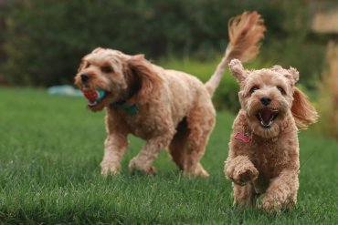 15 Best Outdoor Dog Breeds That Can Live Outside - Tractive