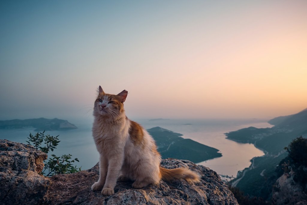 Het territorium van een kat: hoe ver gaat je kat van huis? - Tractive