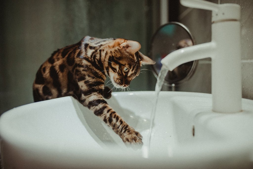 12 Breeds Of Cats That Like Water & How To Care For Them - Tractive